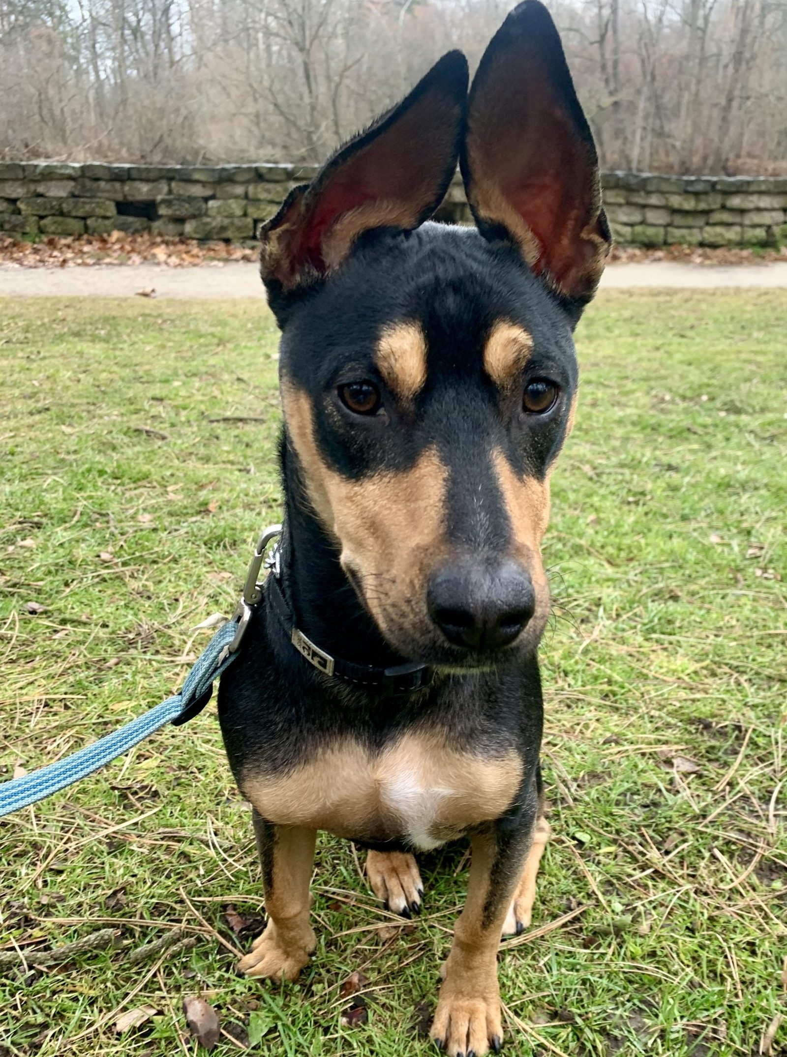 Homestyle Dog Boarding & Pet Care Services | Tail Wag Hotel